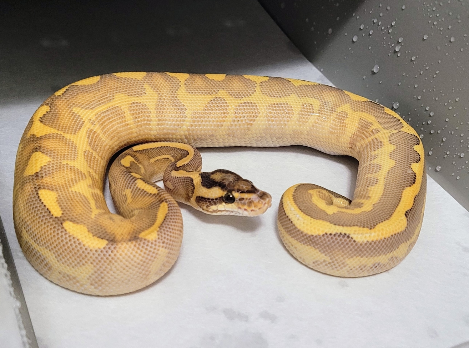 Leopard Enchi Highway Ball Python by 495 Reptiles - MorphMarket