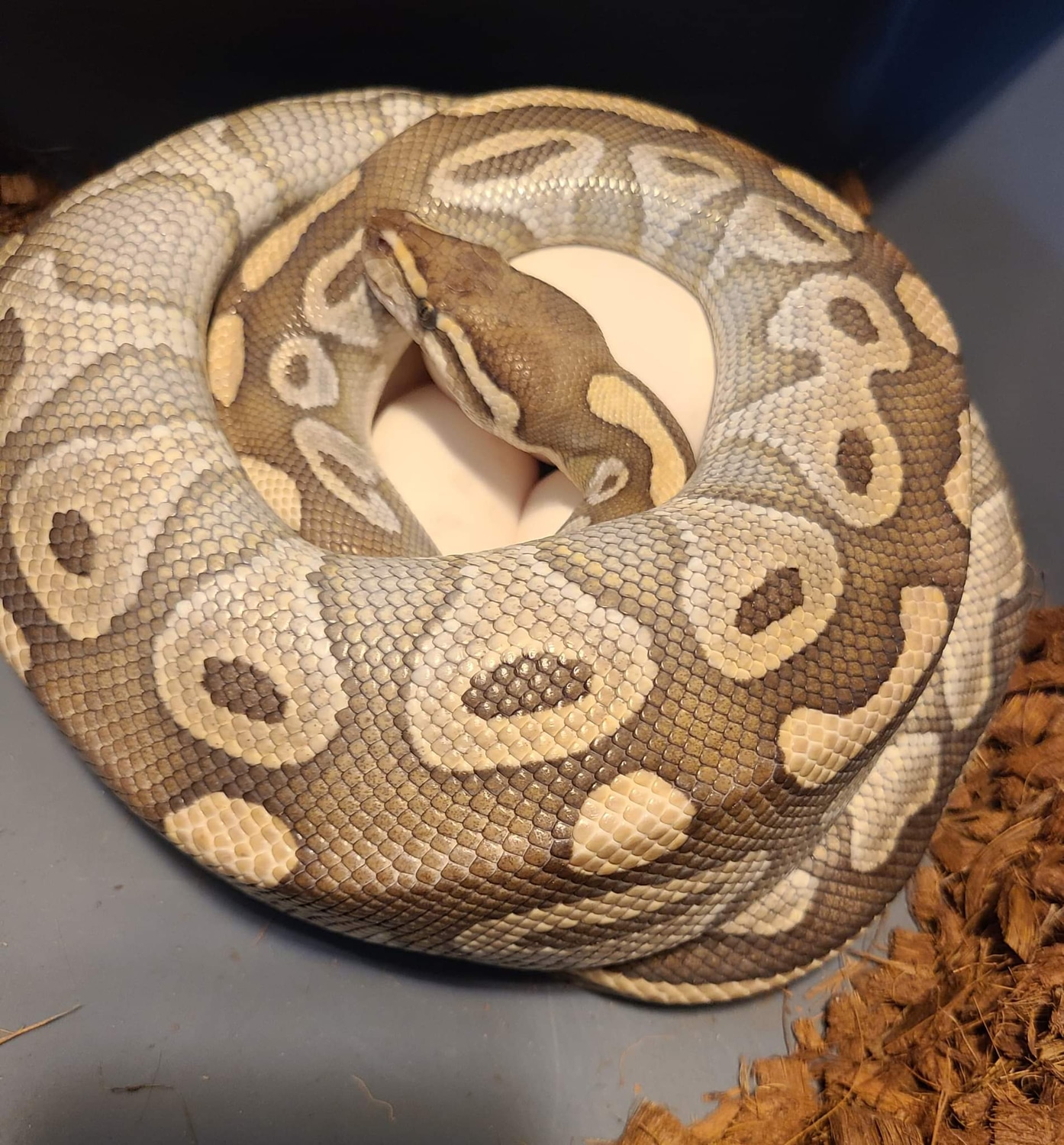 Butter Het Clown Ball Python by 495 Reptiles - MorphMarket