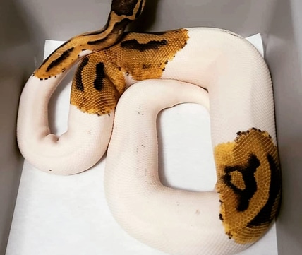 Super Orange Dream Piebald Ball Python by 495 Reptiles - MorphMarket
