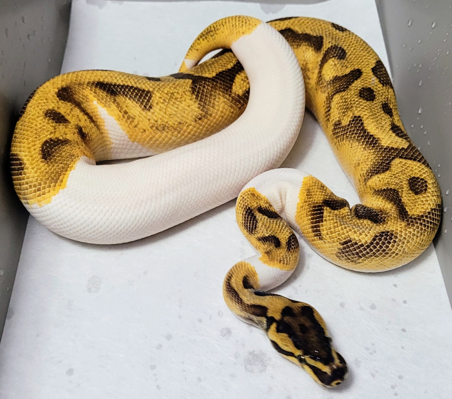 Pastel Enchi Piebald Het Clown Ball Python by 495 Reptiles - MorphMarket