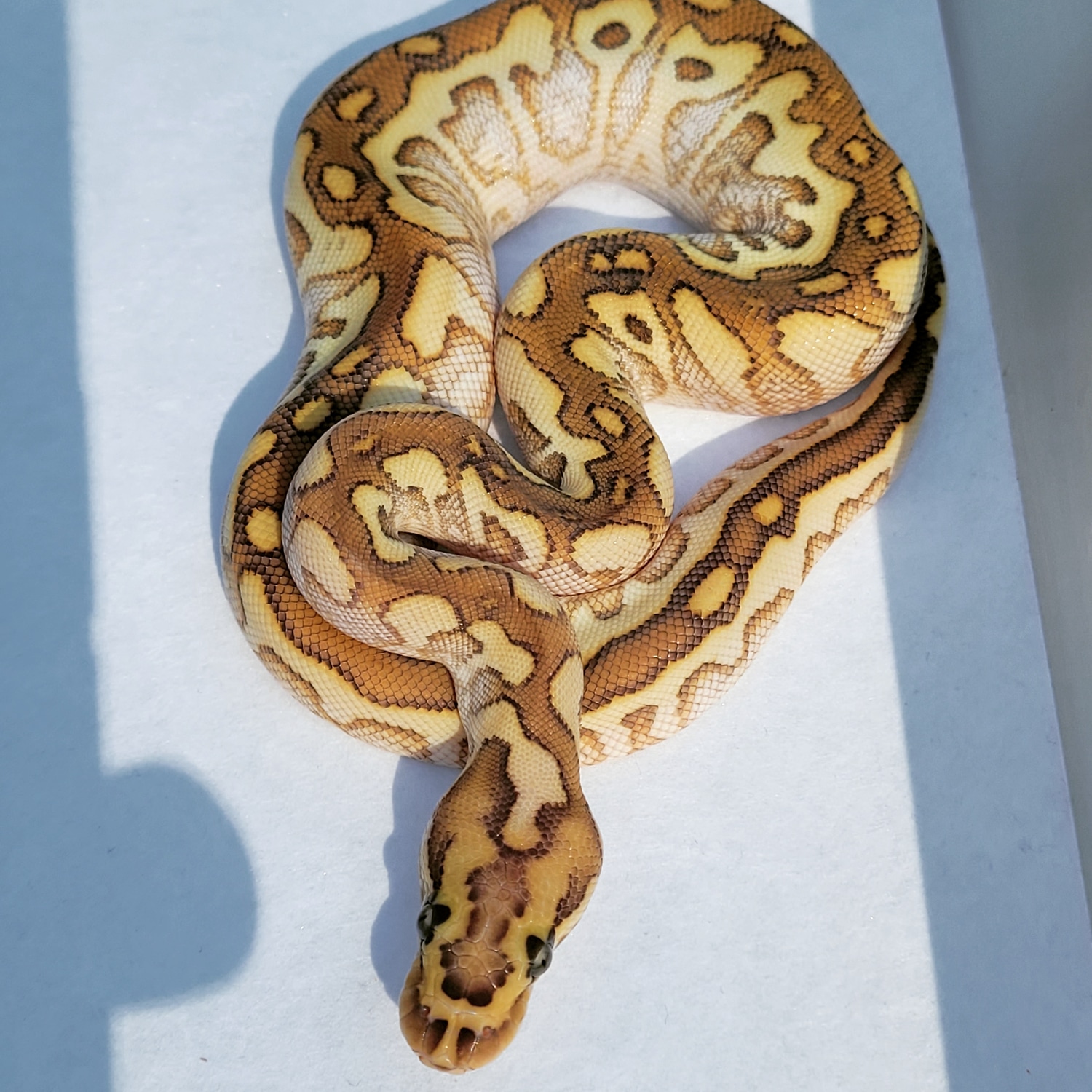 Spotnose Butter Clown Ball Python by 495 Reptiles - MorphMarket