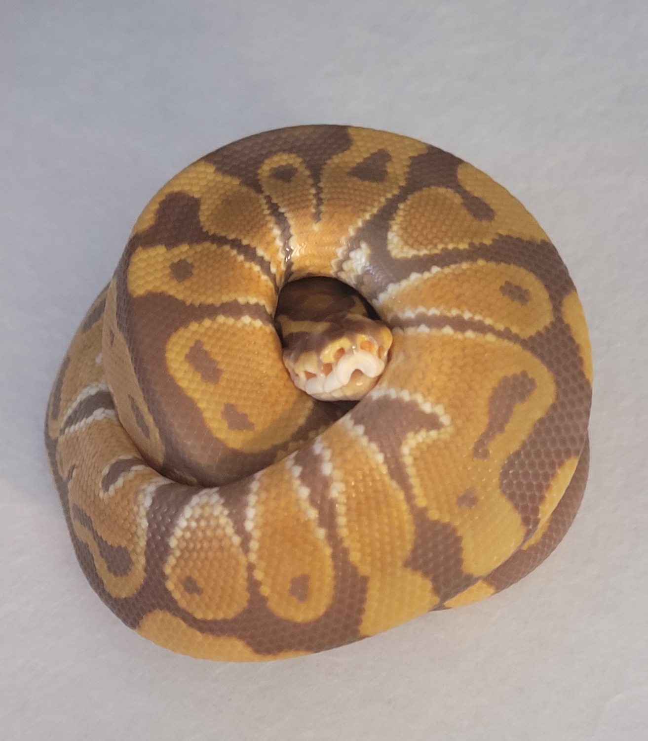 Ultramel Het Clown Ball Python by 495 Reptiles - MorphMarket