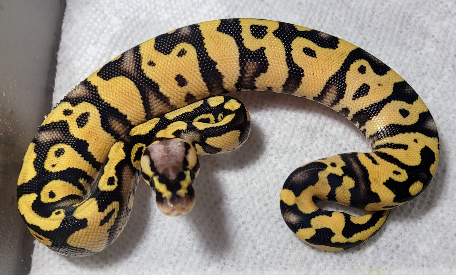 Pastel Gravel Het Clown Ball Python by 495 Reptiles - MorphMarket