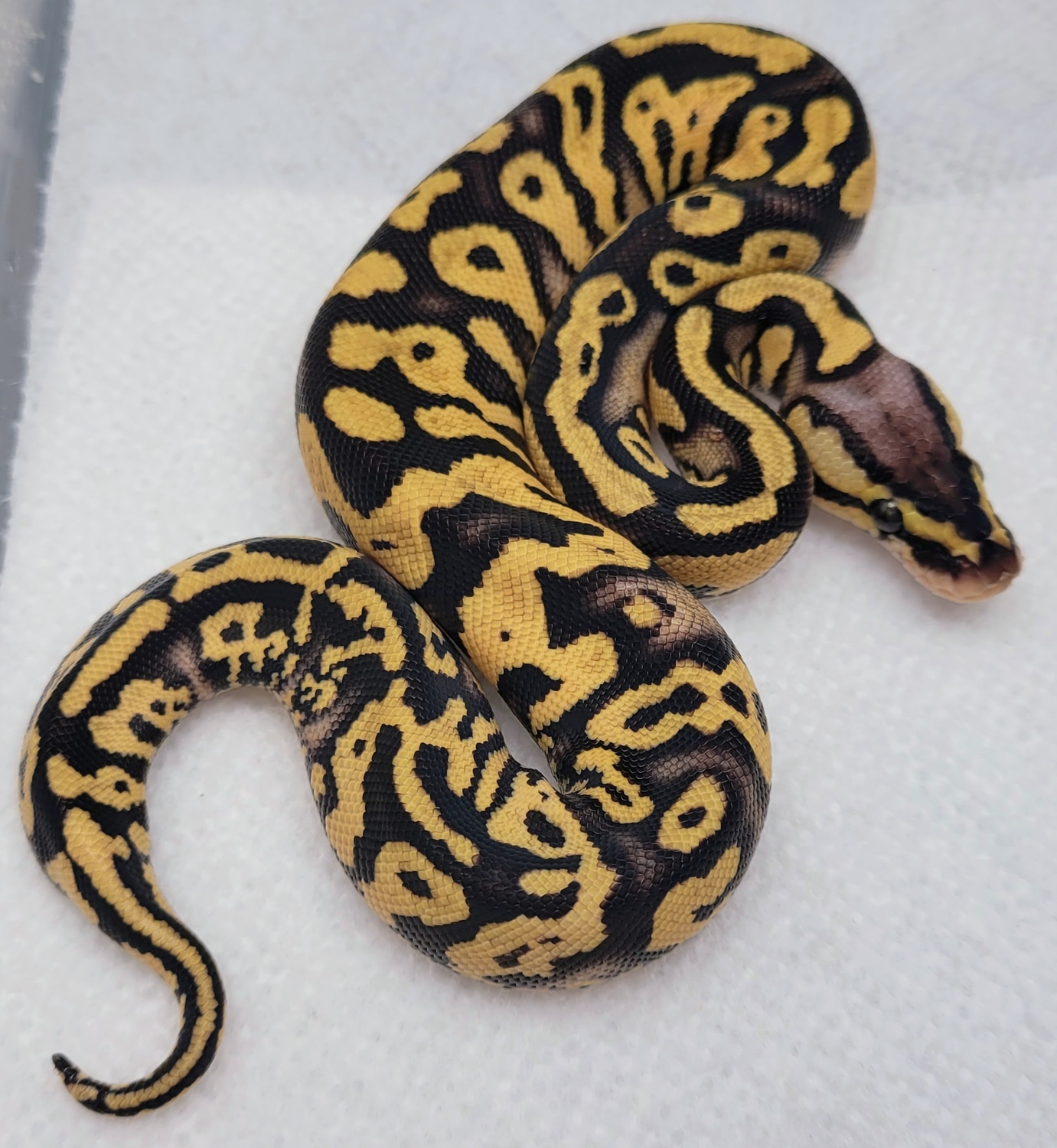 Pastel Gravel Het Clown Ball Python by 495 Reptiles - MorphMarket