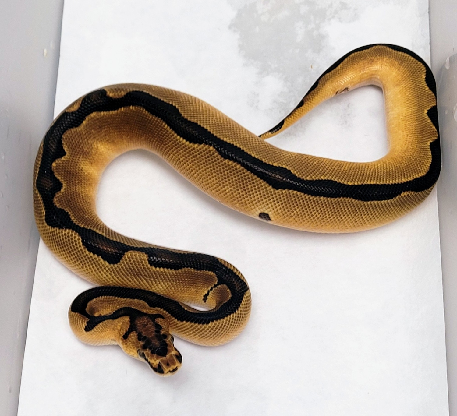 Enchi Clown 66% Het DG Ball Python by 495 Reptiles - MorphMarket