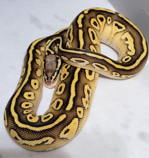 Copper Pastel Lesser Het Clown Ball Python by 495 Reptiles