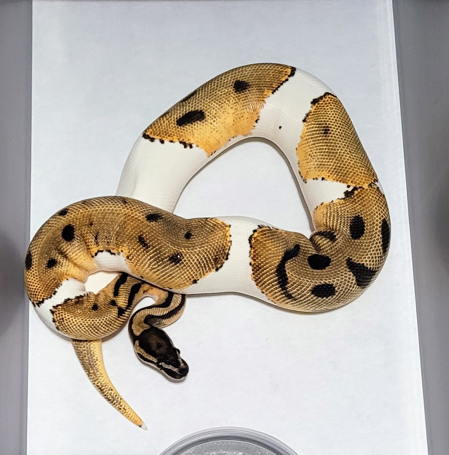Super Orange Dream Piebald Ball Python by 495 Reptiles - MorphMarket
