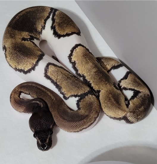 Black Head Mojave Piebald Ball Python by 495 Reptiles