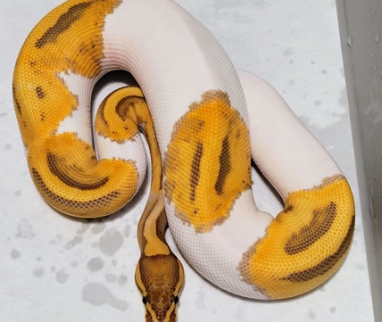 Super Orange Dream Piebald Ball Python by 495 Reptiles - MorphMarket
