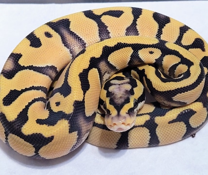 Camarillo Clown Ball Python by 495 Reptiles - MorphMarket