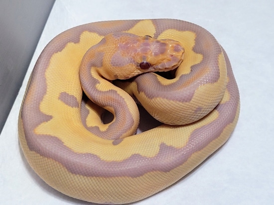 Camarillo Clown Ball Python by 495 Reptiles
