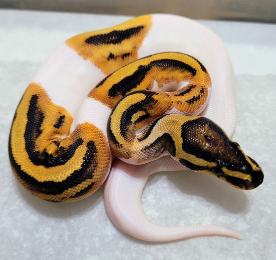 Pied DH Hypo Clown Ball Python by 495 Reptiles