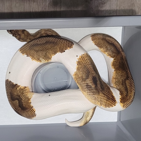 Clown Pied Smile Emoji Ball Python by 495 Reptiles