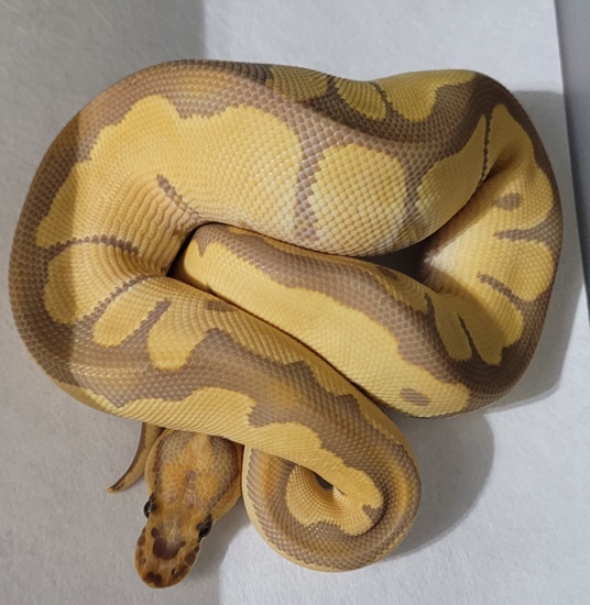 Ultramel Clown Ball Python by 495 Reptiles