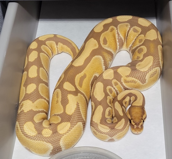Ultramel Het Clown Ball Python by 495 Reptiles
