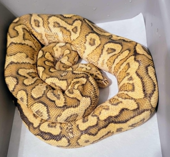 Collection For Sale, Over 100 Snakes , Racks And Thermostats Included ...