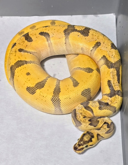 Super Orange Dream Super Enchi Vanilla Het Clown Ball Python by 495 ...