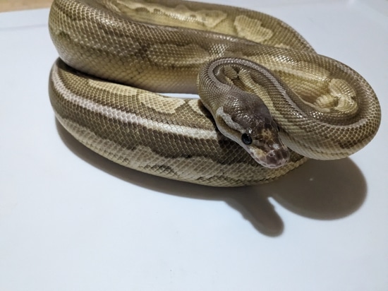 Lesser Sterling Ball Python by Mothmans Cryptid Morphs