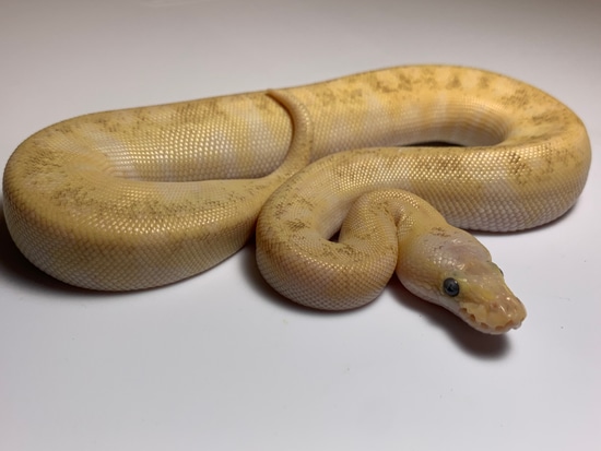 Pastel Pos Enchi Champagne Het Clown Ball Python by FireFly Exotics