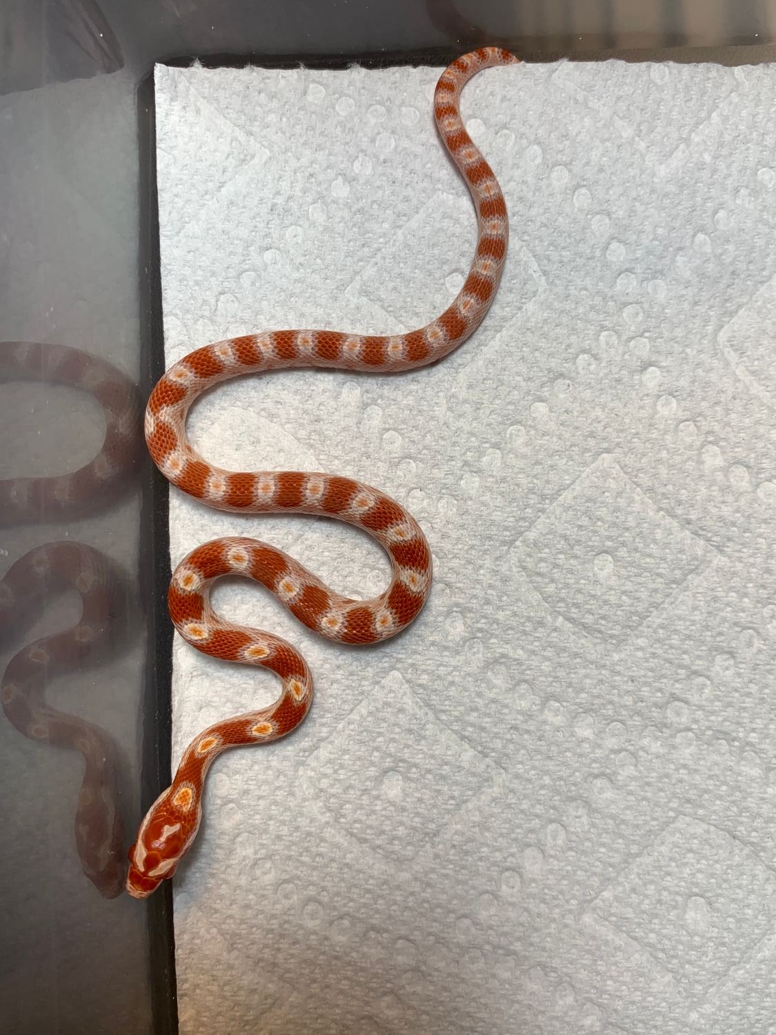 Amelanistic Corn Snake by FireFly Exotics - MorphMarket