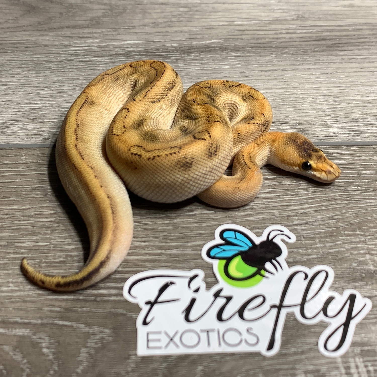 Champagne Het Clown Ball Python by FireFly Exotics - MorphMarket