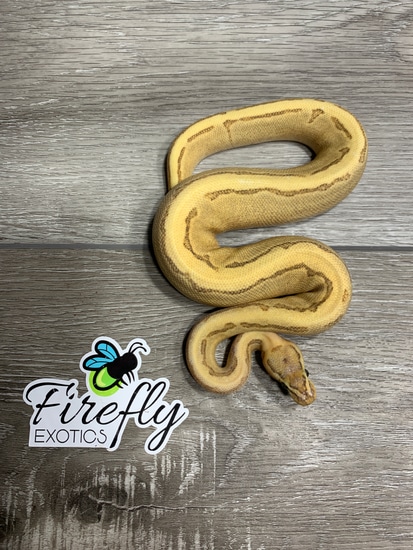 McKenzie Pinstripe Enchi Spark Ball Python by FireFly Exotics