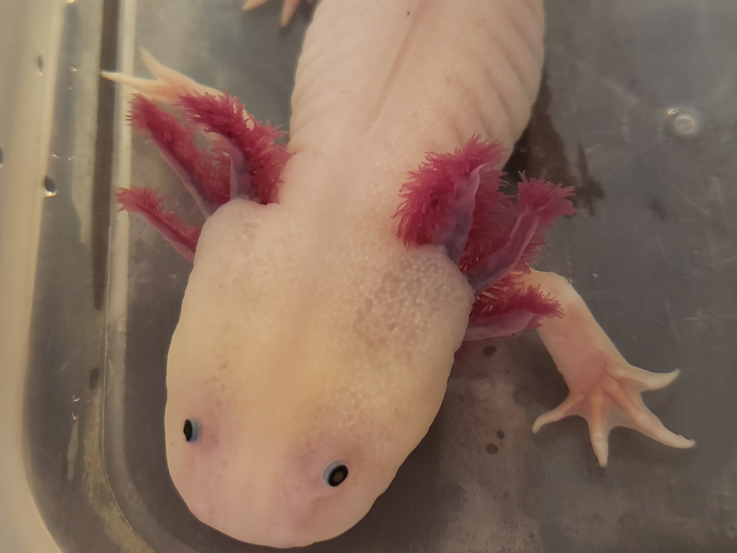 Gfp Lucy Mel Blue Gill Axolotl by Robust Reptiles - MorphMarket