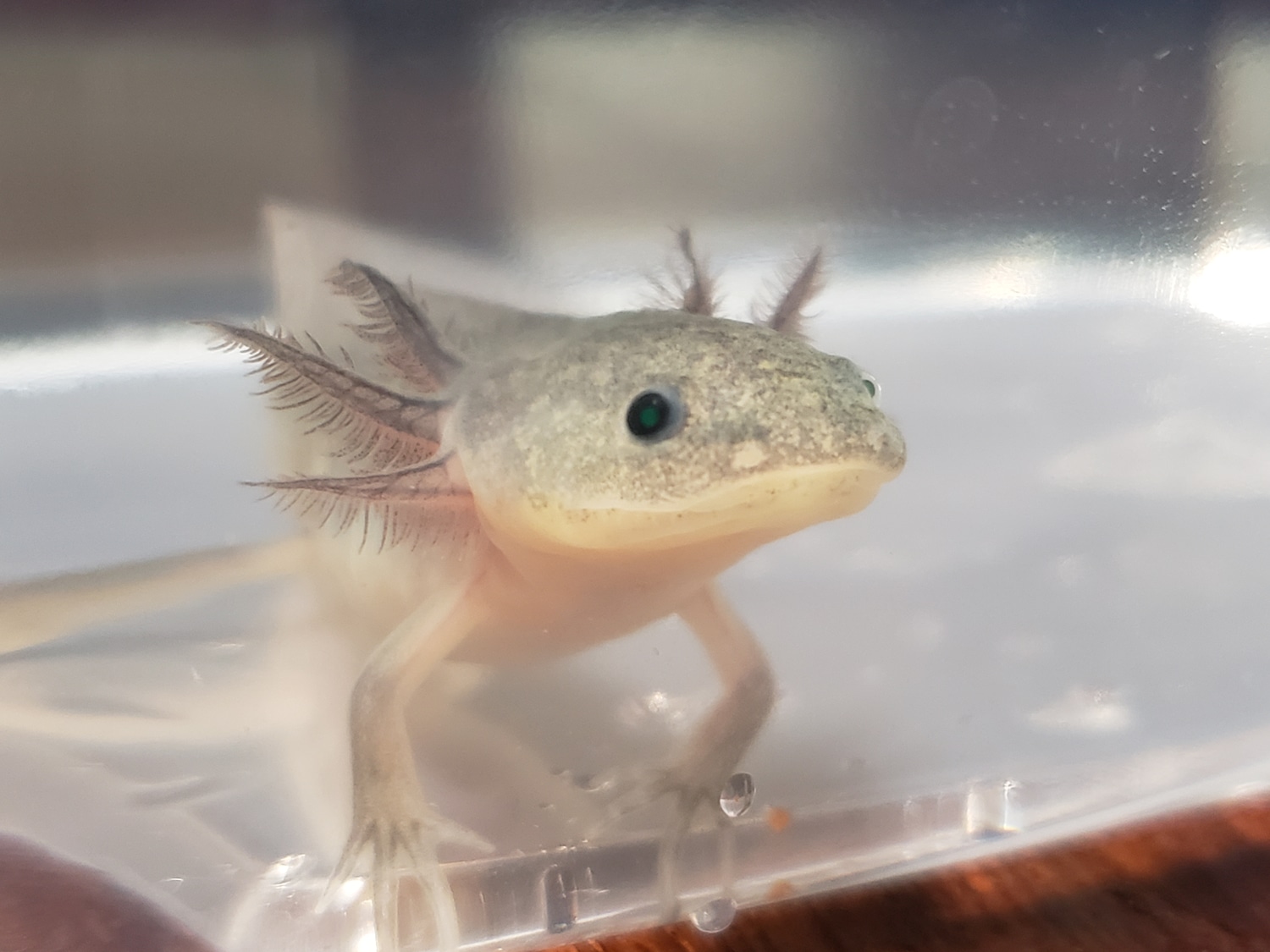 Gfp Melanoid Axolotl by Robust Reptiles - MorphMarket