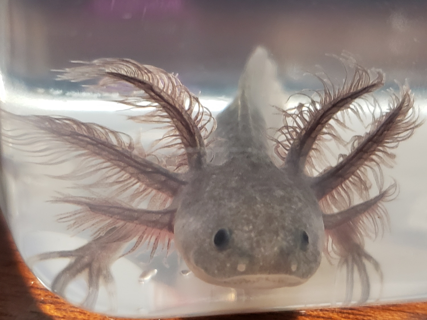 Melanoid Axolotl by Robust Reptiles - MorphMarket
