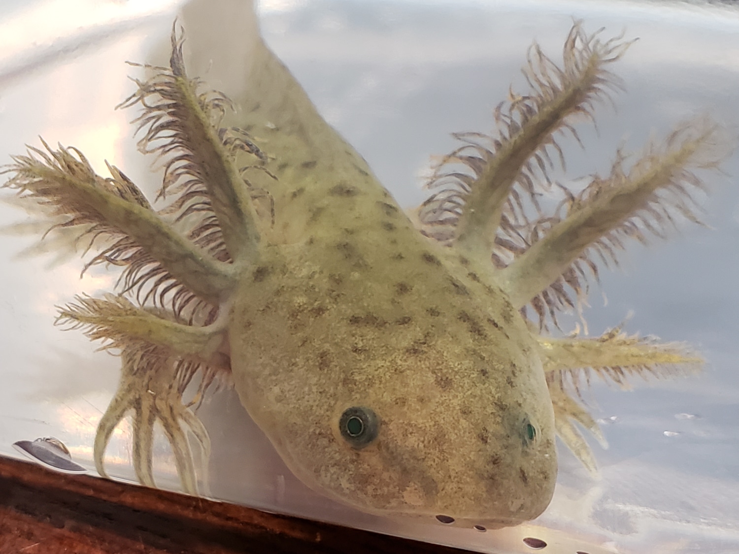 Gfp Wild Type Axolotl by Robust Reptiles - MorphMarket