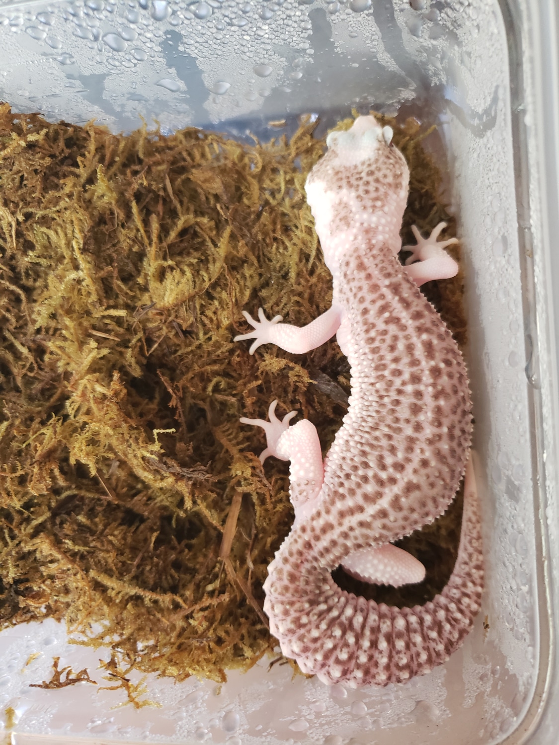 Adult Female Super Snow Eclipse Leopard Gecko by Robust Reptiles ...