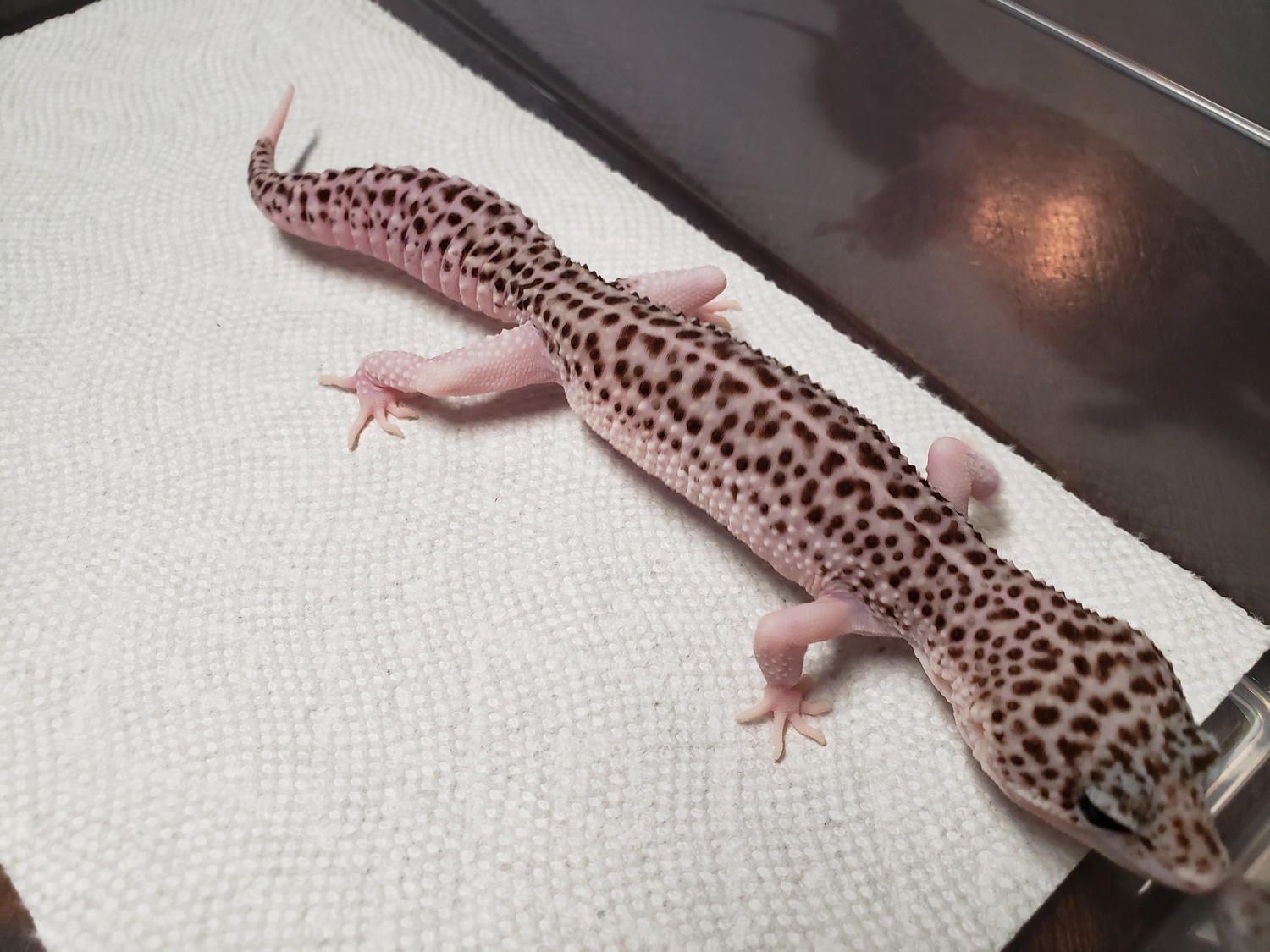 Hyper Xanthic Super Snow Eclipse Leopard Gecko by Robust Reptiles - MorphMarket