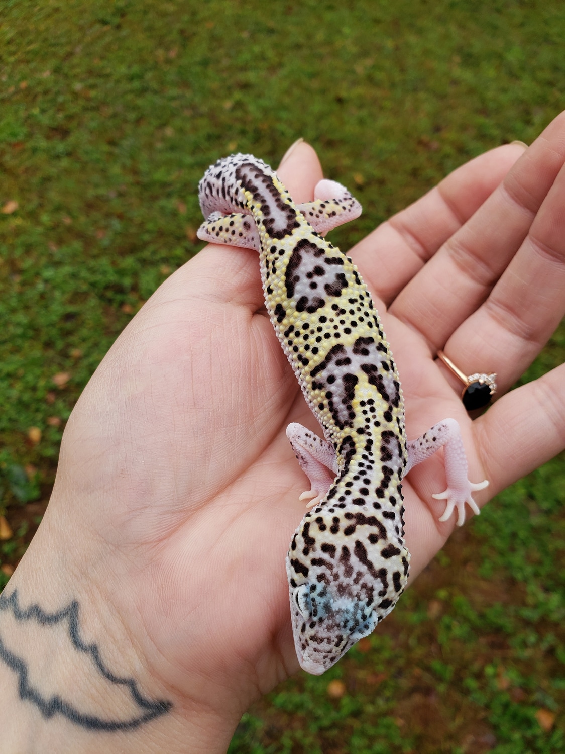 Snow Eclipse Leopard Gecko by Robust Reptiles - MorphMarket