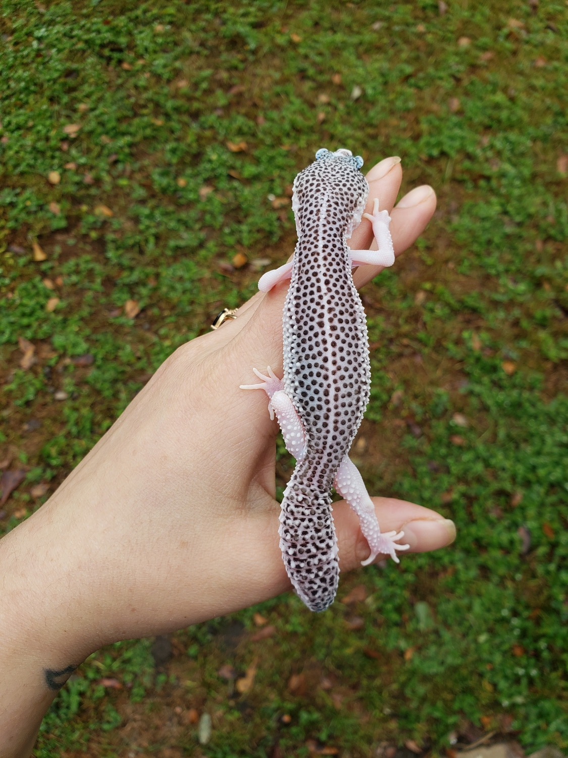 Super Snow Eclipse Leopard Gecko by Robust Reptiles - MorphMarket