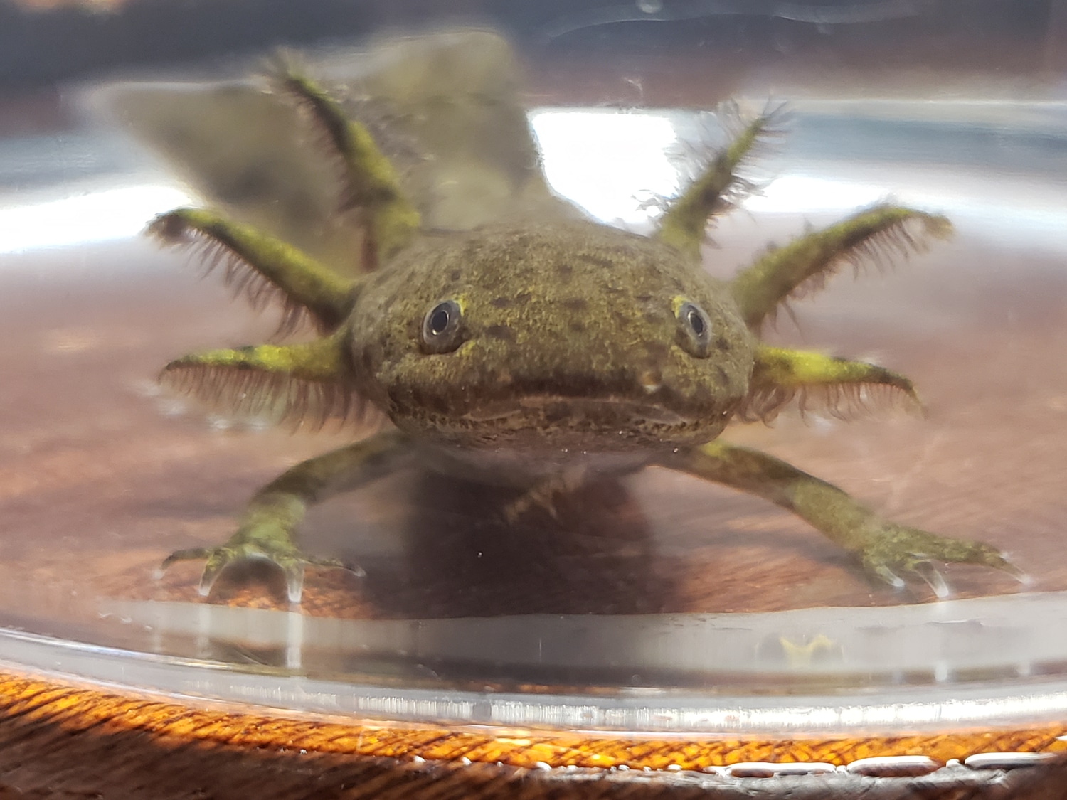 Wild Axolotl by Robust Reptiles - MorphMarket