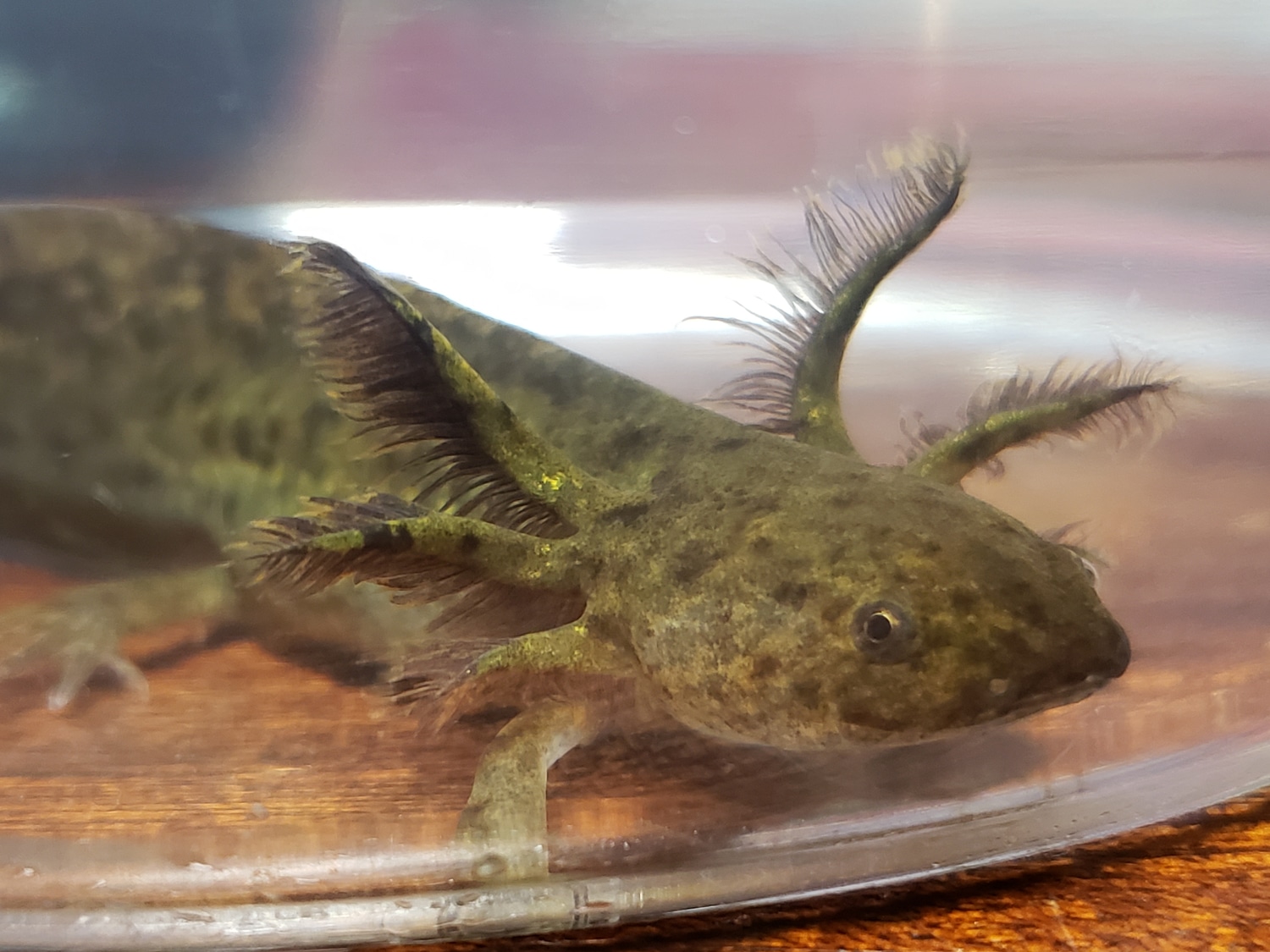 Wild Axolotl by Robust Reptiles - MorphMarket