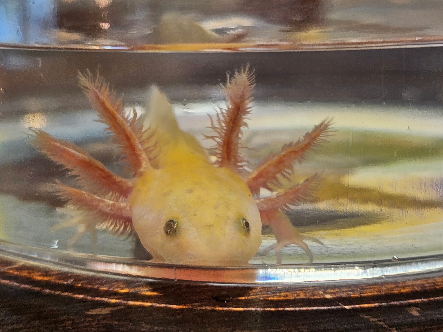Hypo Copper Axolotl by Robust Reptiles - MorphMarket