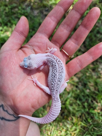 Pied Super Snow Eclipse Leopard Gecko by Robust Reptiles