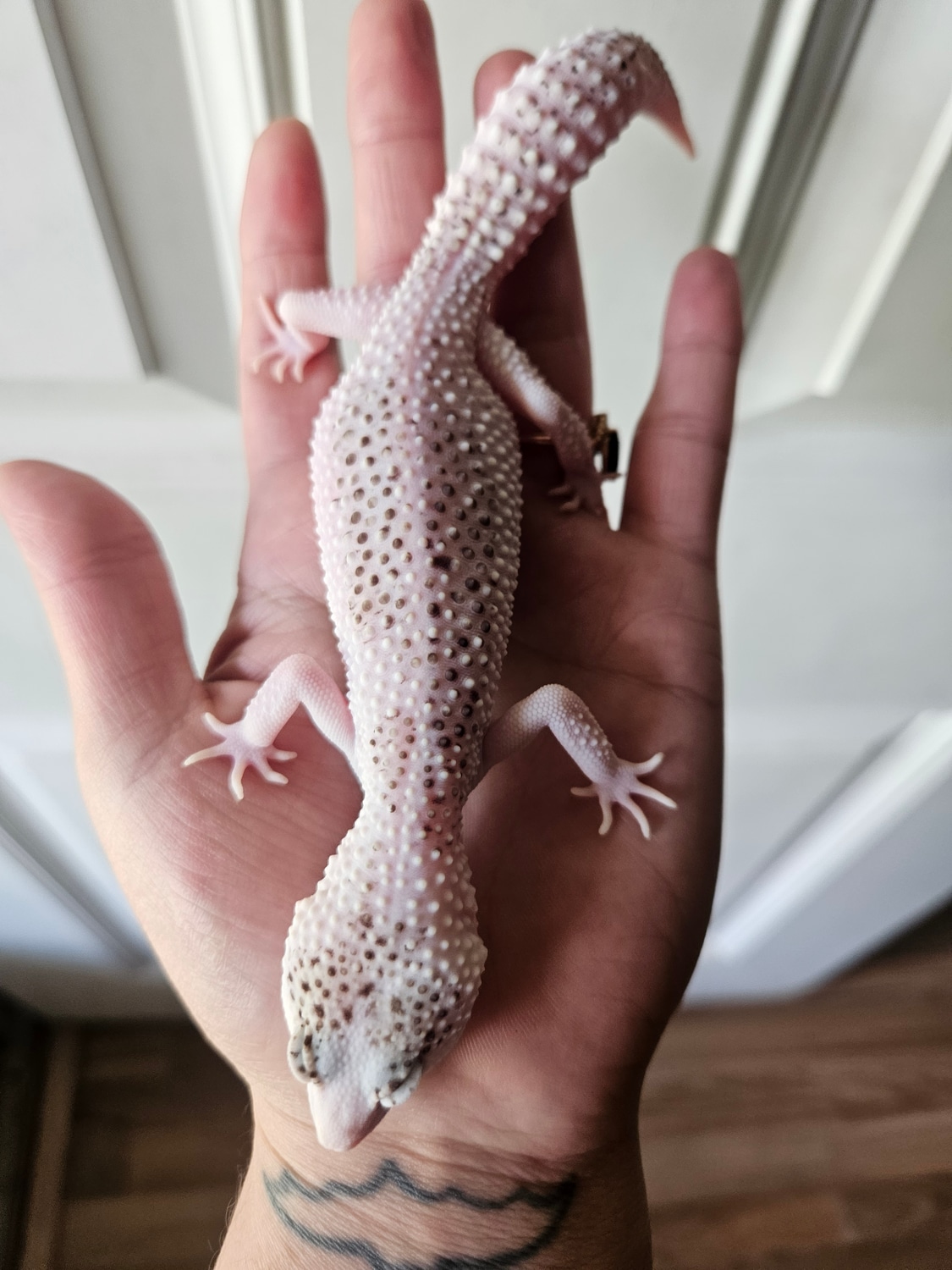 Super Snow Eclipse Leopard Gecko by Robust Reptiles - MorphMarket