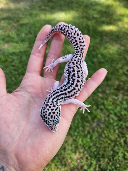 Super Snow Eclipse Leopard Gecko by Robust Reptiles