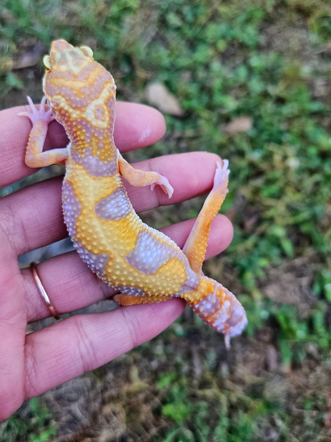 Tremper FICA2 Leopard Gecko by Robust Reptiles - MorphMarket