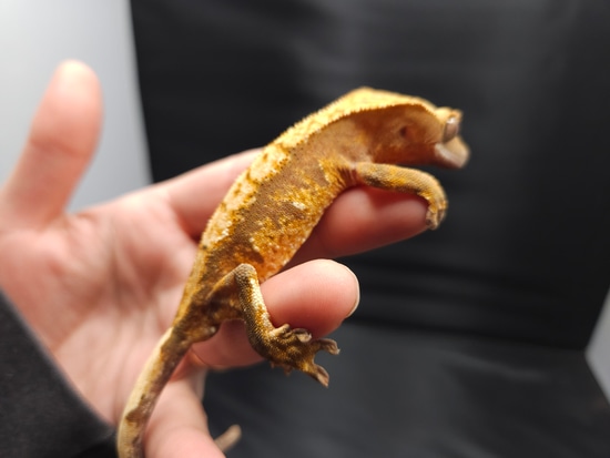 PET Polydactyl Crested Gecko by Robust Reptiles