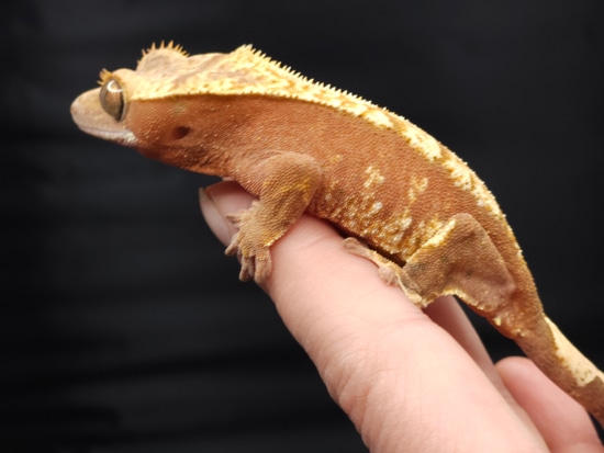 PET Polydactyl Crested Gecko by Robust Reptiles