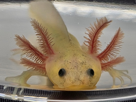 Ring Of Fire Axolotl by Robust Reptiles