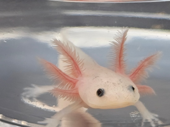 25 Minutes To Go Axolotl by Robust Reptiles