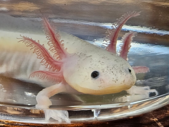 God's Gonna Cut You Down Axolotl by Robust Reptiles