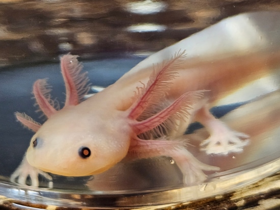 Copper Lucy Mel Axolotl by Robust Reptiles