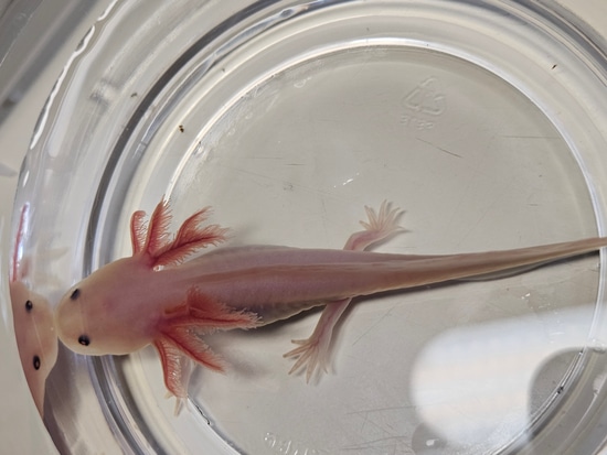 Copper Lucy Mel Axolotl by Robust Reptiles