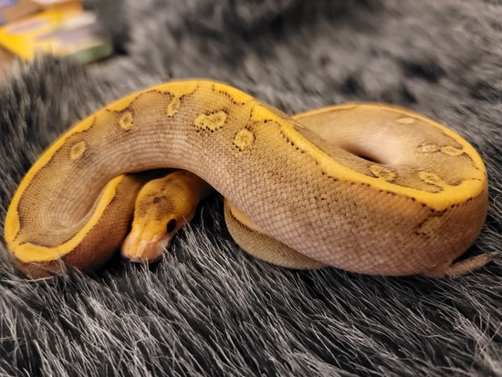 Champagne Het Hypo F Ball Python by Pied Creations