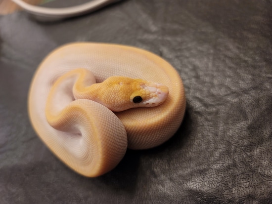 Butter Mimosa Ball Python by Pied Creations